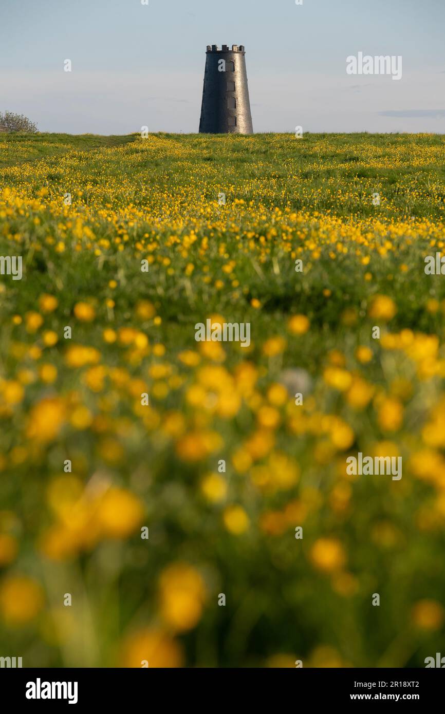 The Black Mill surrounded by Buttercups on Beverley Westwood in East ...