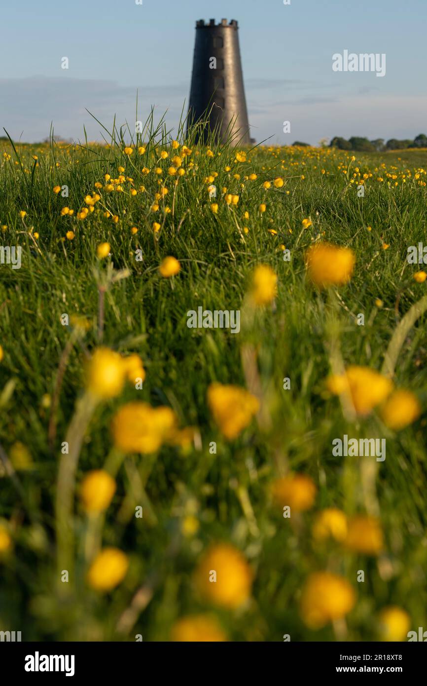 The Black Mill surrounded by Buttercups on Beverley Westwood in East ...