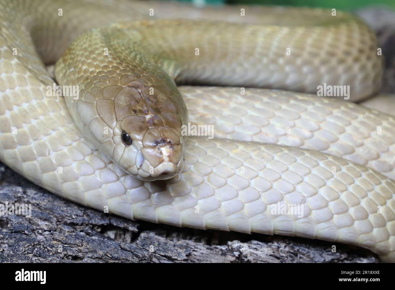 Monokelkobra / Monocled cobra / Naja kaouthia Stock Photo - Alamy