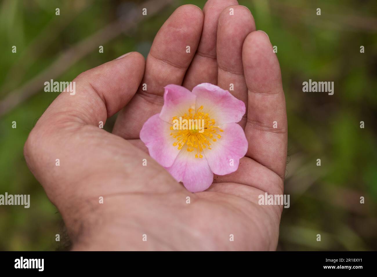Holding rose in hand hi-res stock photography and images - Alamy