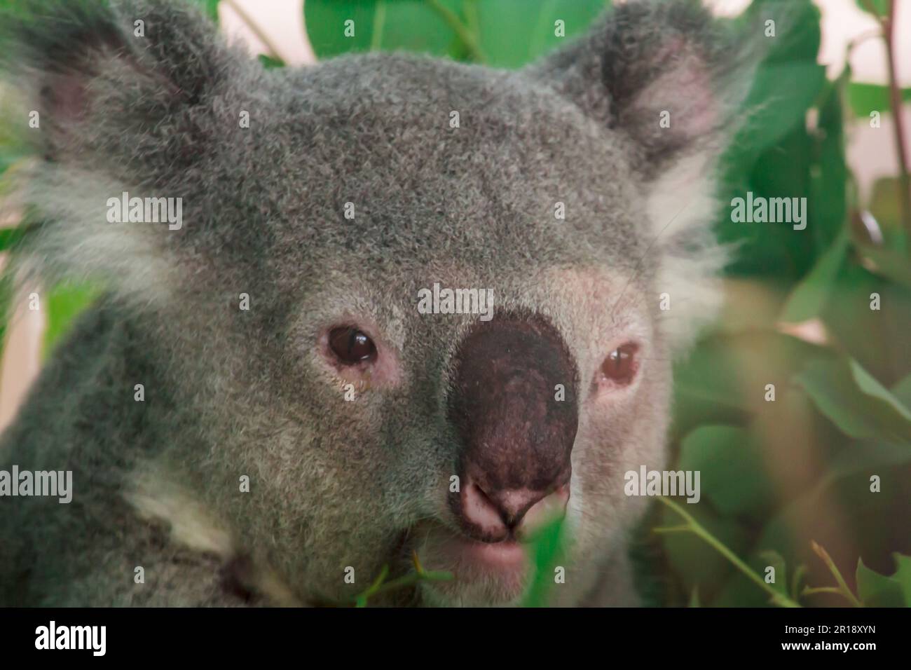 Baby koalas hi-res stock photography and images - Alamy