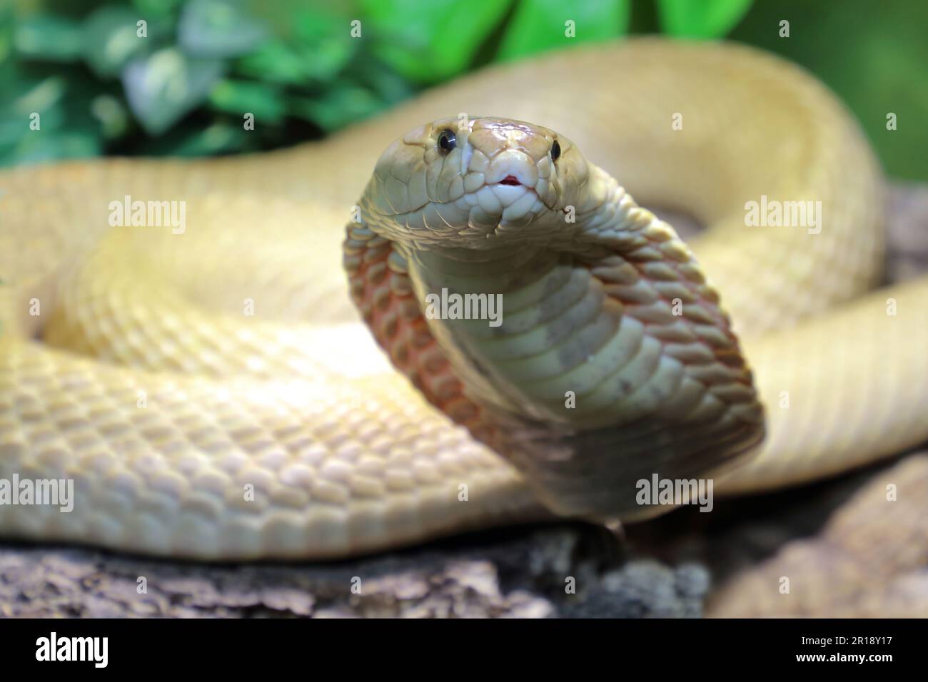 Monokelkobra / Monocled cobra / Naja kaouthia Stock Photo - Alamy