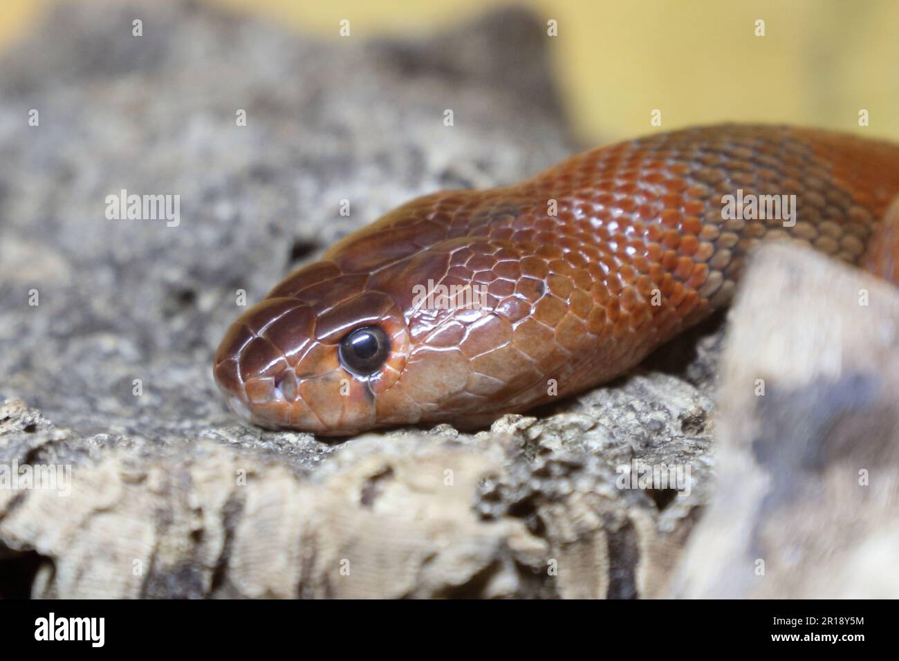 Red Spitting Cobra 5s