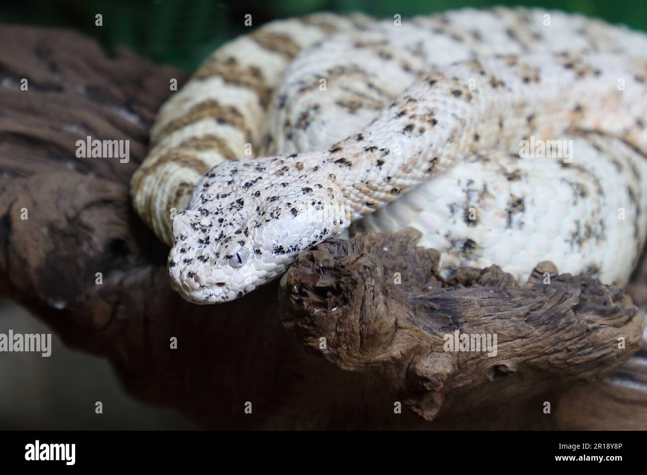 Mitchells rattlesnakes hi-res stock photography and images - Alamy
