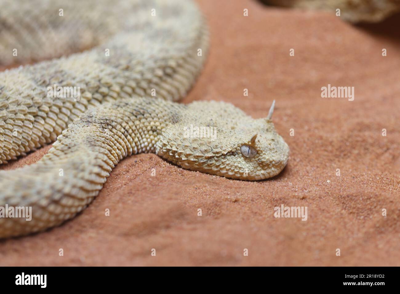Wusten hornviper hi-res stock photography and images - Alamy