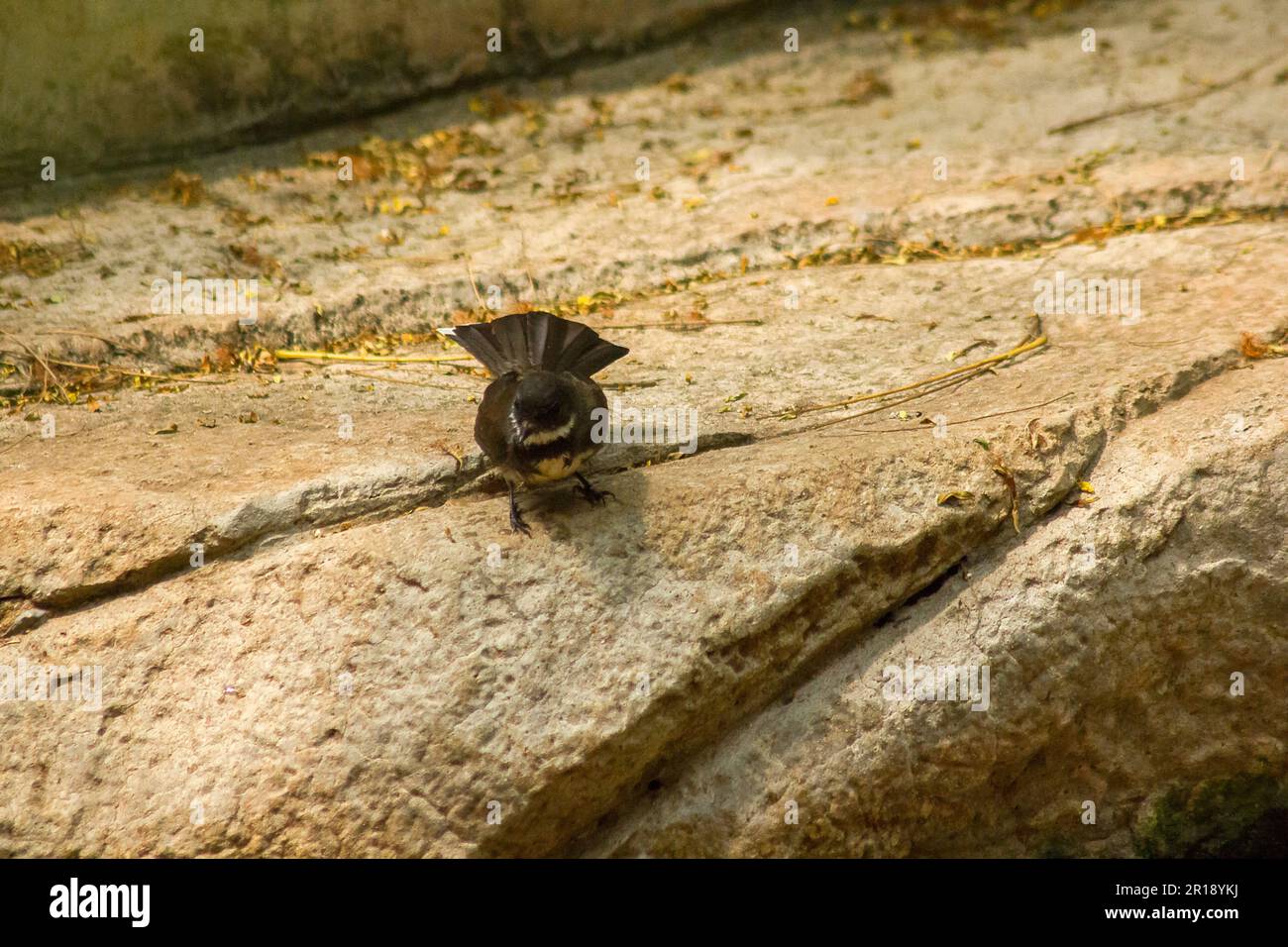 Dead magpie on ground hi-res stock photography and images - Alamy