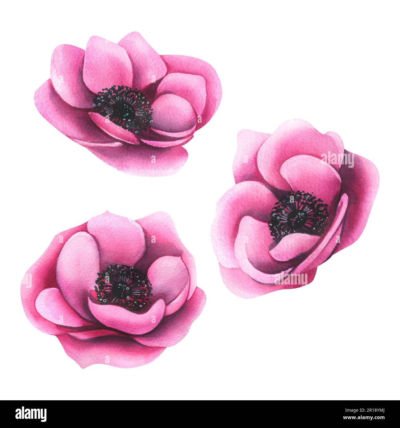 Three pink anemone flowers in different angles. Watercolor illustration ...