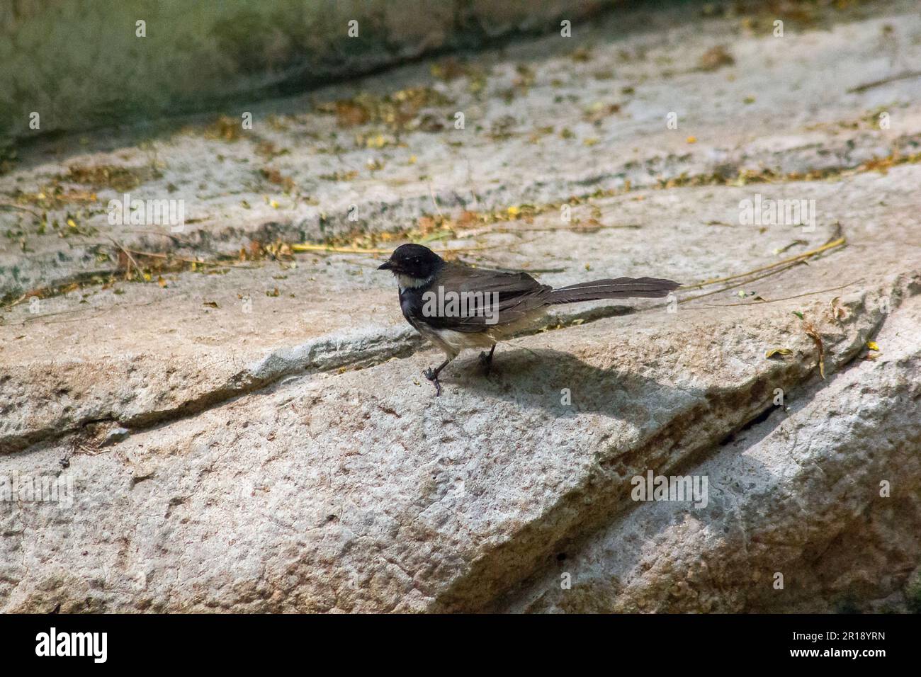 Dead magpie on ground hi-res stock photography and images - Alamy