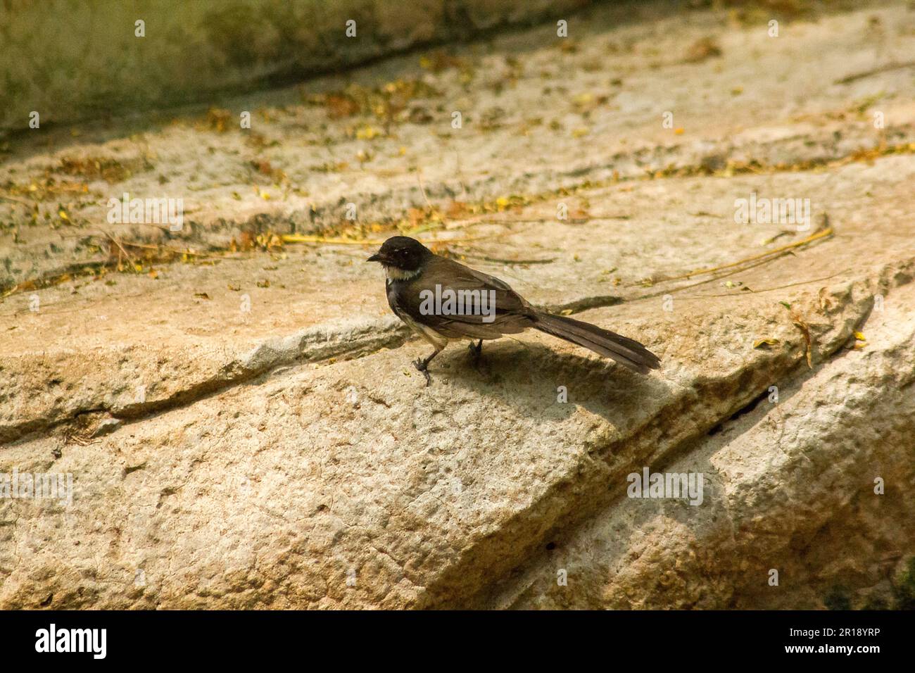 Dead magpie on ground hi-res stock photography and images - Alamy
