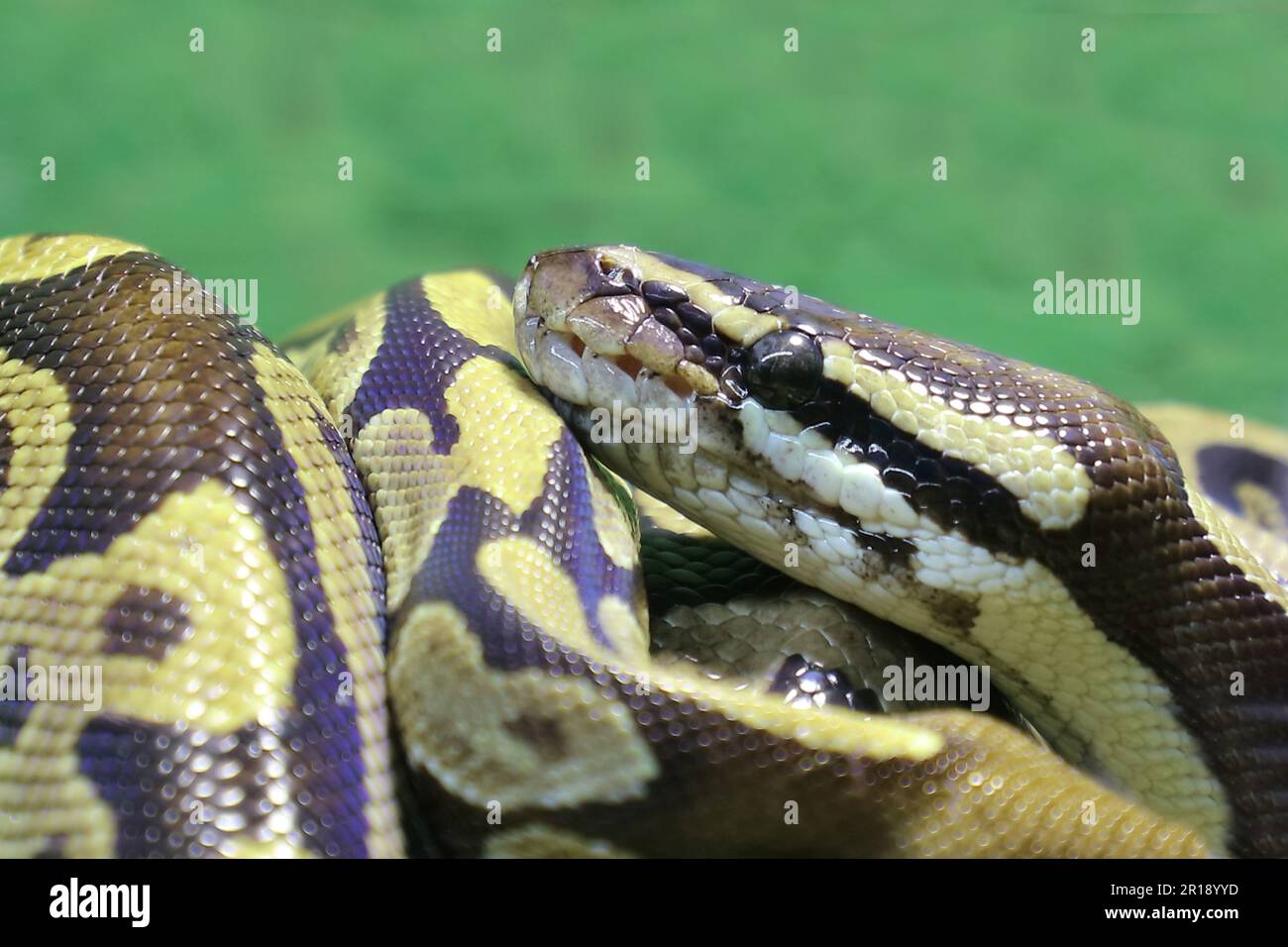 Ball schlange hi-res stock photography and images - Alamy