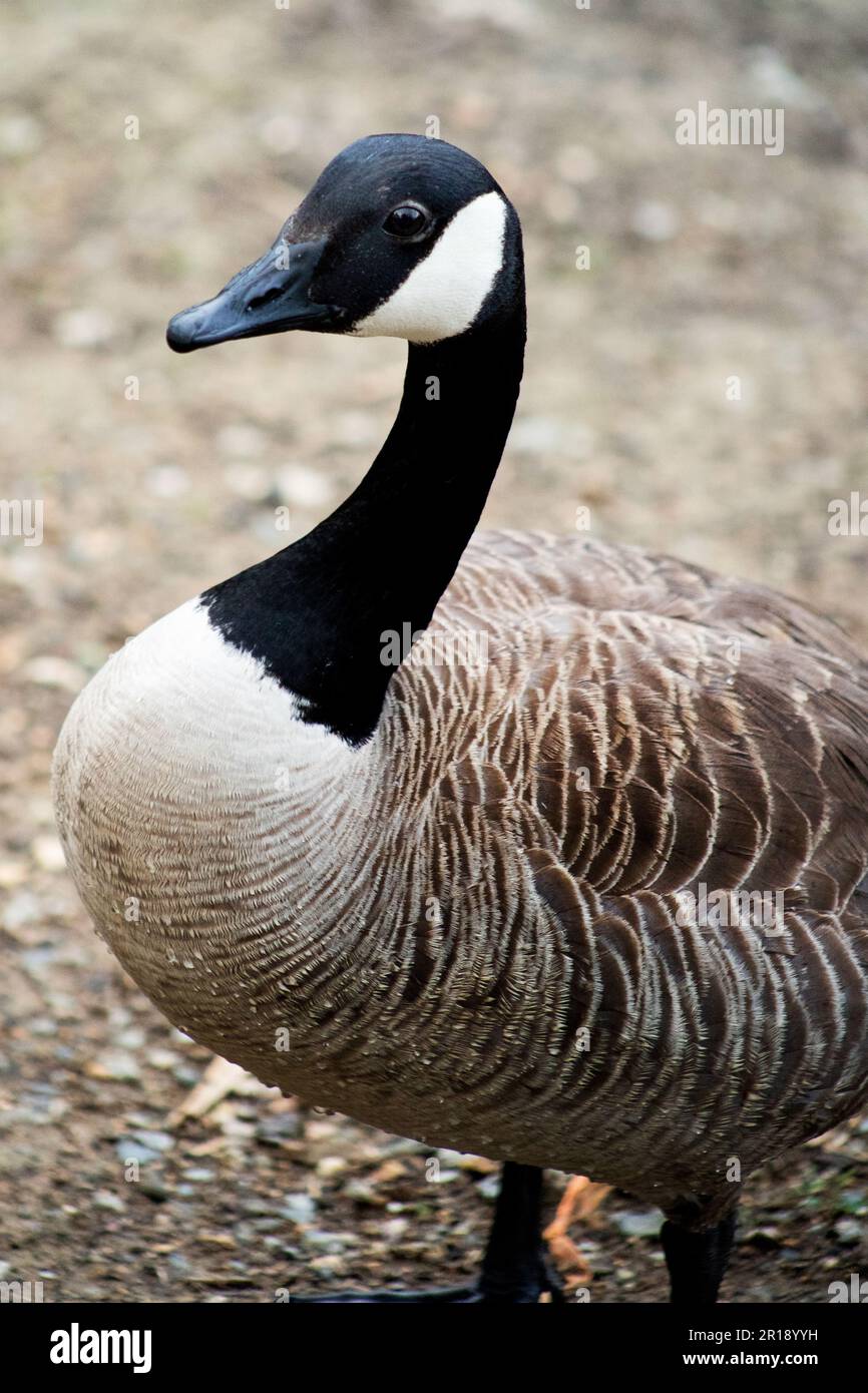 Canada goose solitary hi-res stock photography and images - Alamy