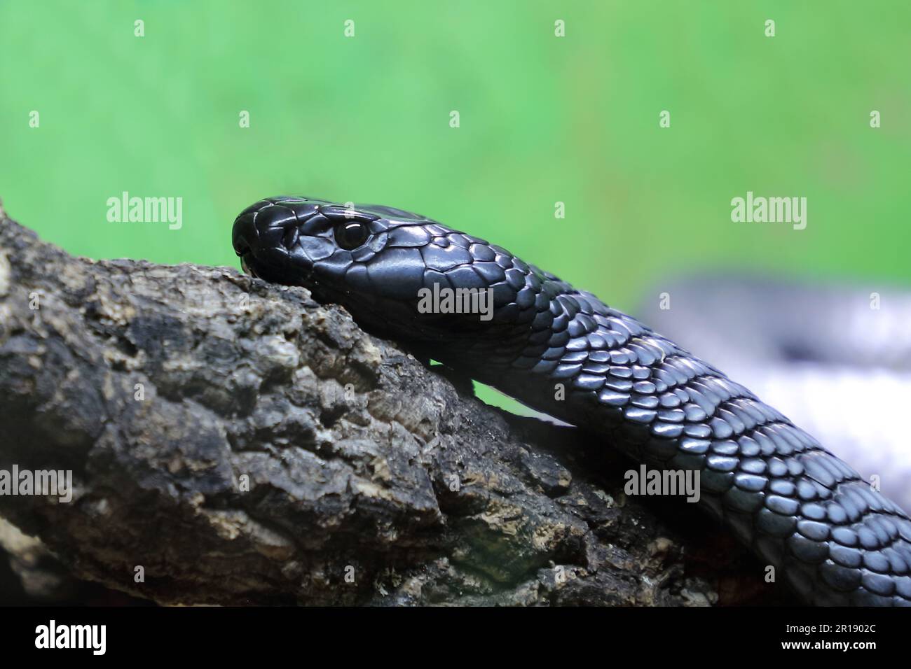 Schwarze Speikobra / Black spitting cobra / Naja nigricincta woodi ...