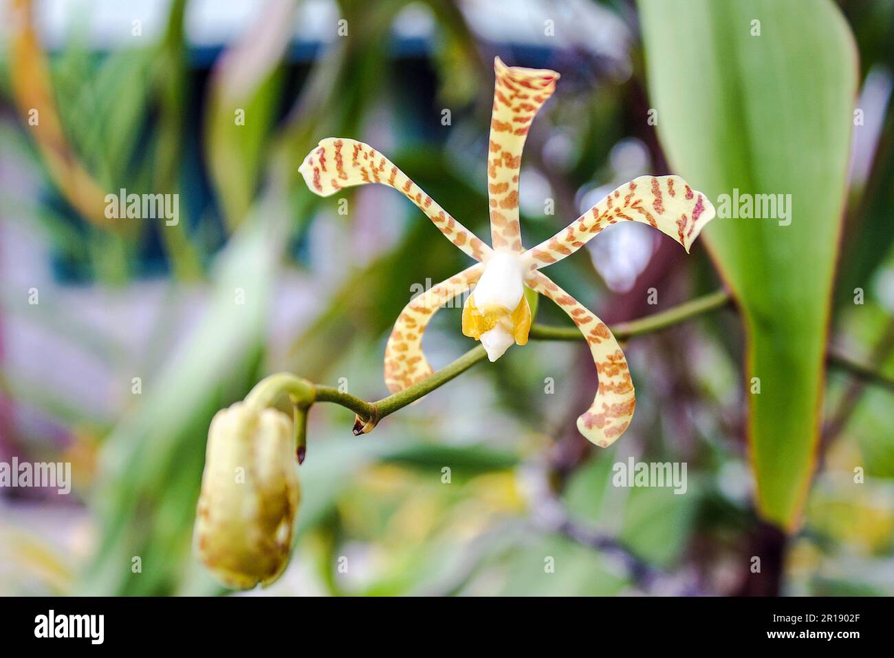 Papua new guinea flowers hi-res stock photography and images - Alamy