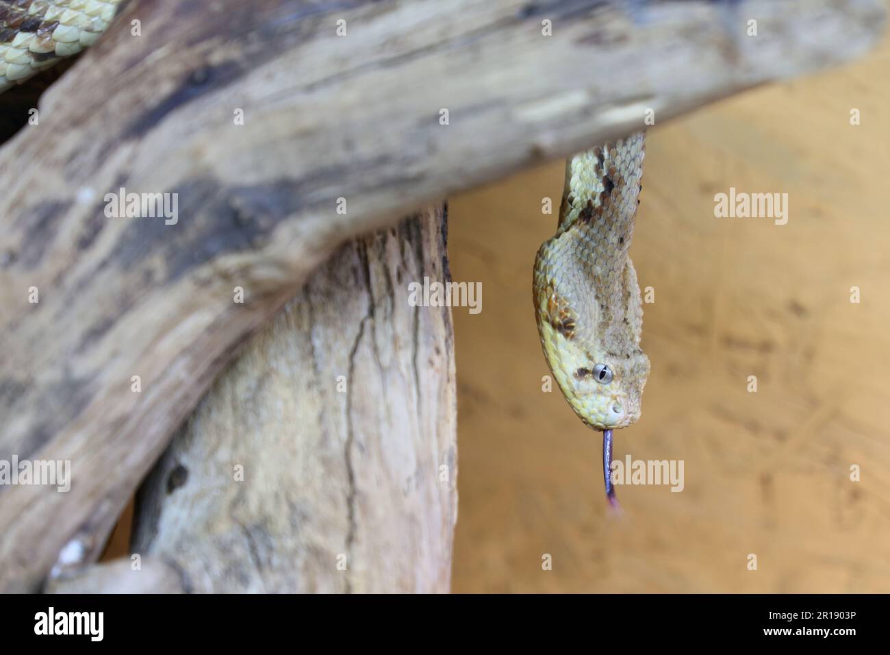 Puffotter / Puff adder / Bitis arietans Stock Photo - Alamy