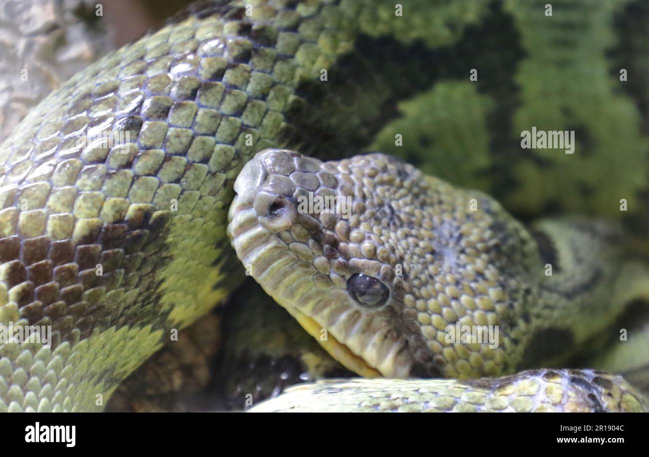 Madagaskar-Hundskopfboa / Madagascar tree boa / Sanzinia ...