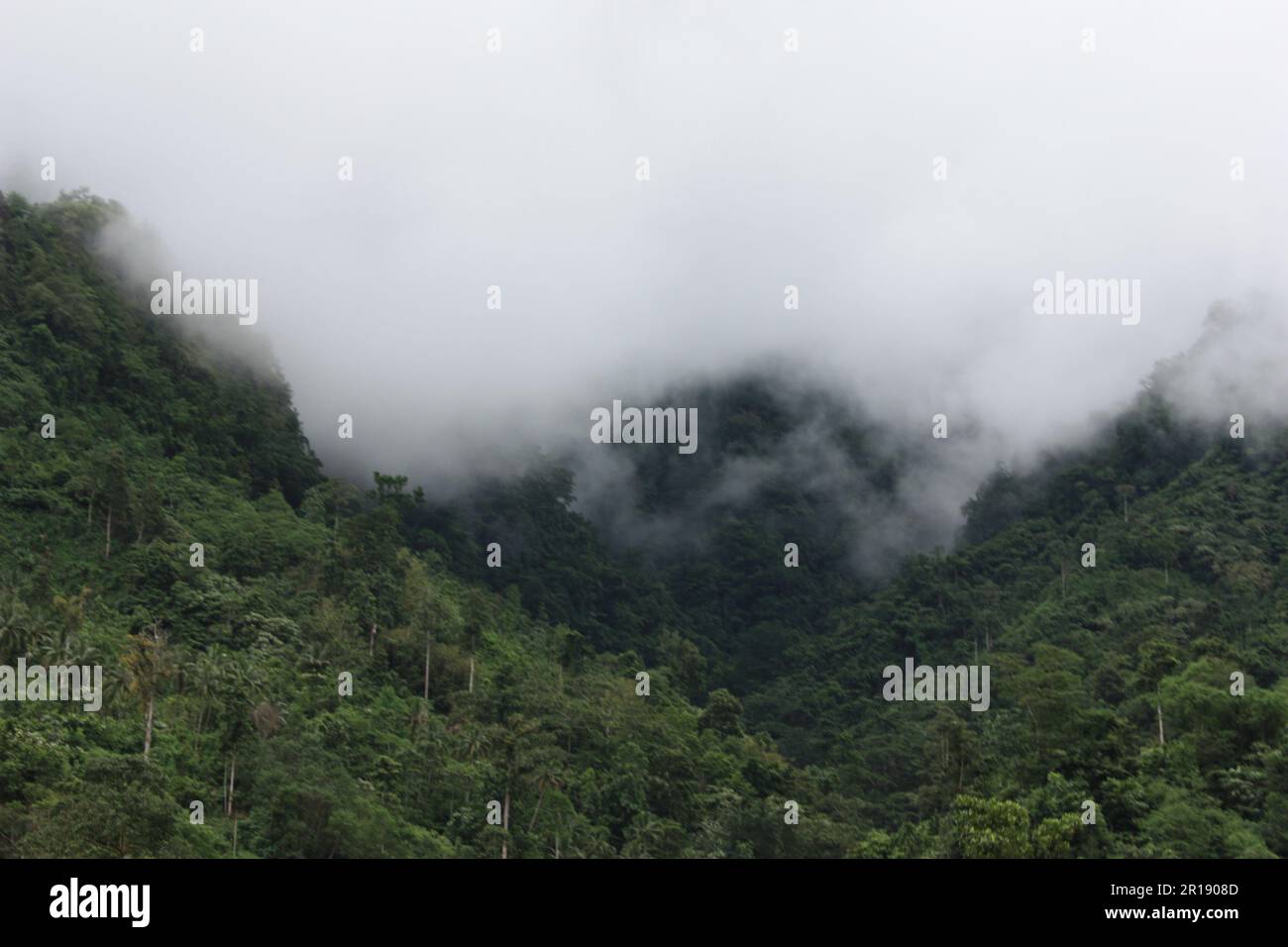 Bougainville jungle hi-res stock photography and images - Alamy