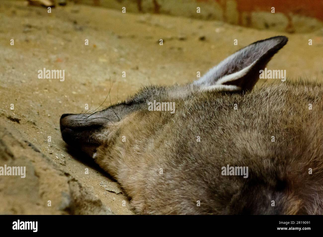 Bat-eared Fox in the zoo is sleeping Stock Photo - Alamy