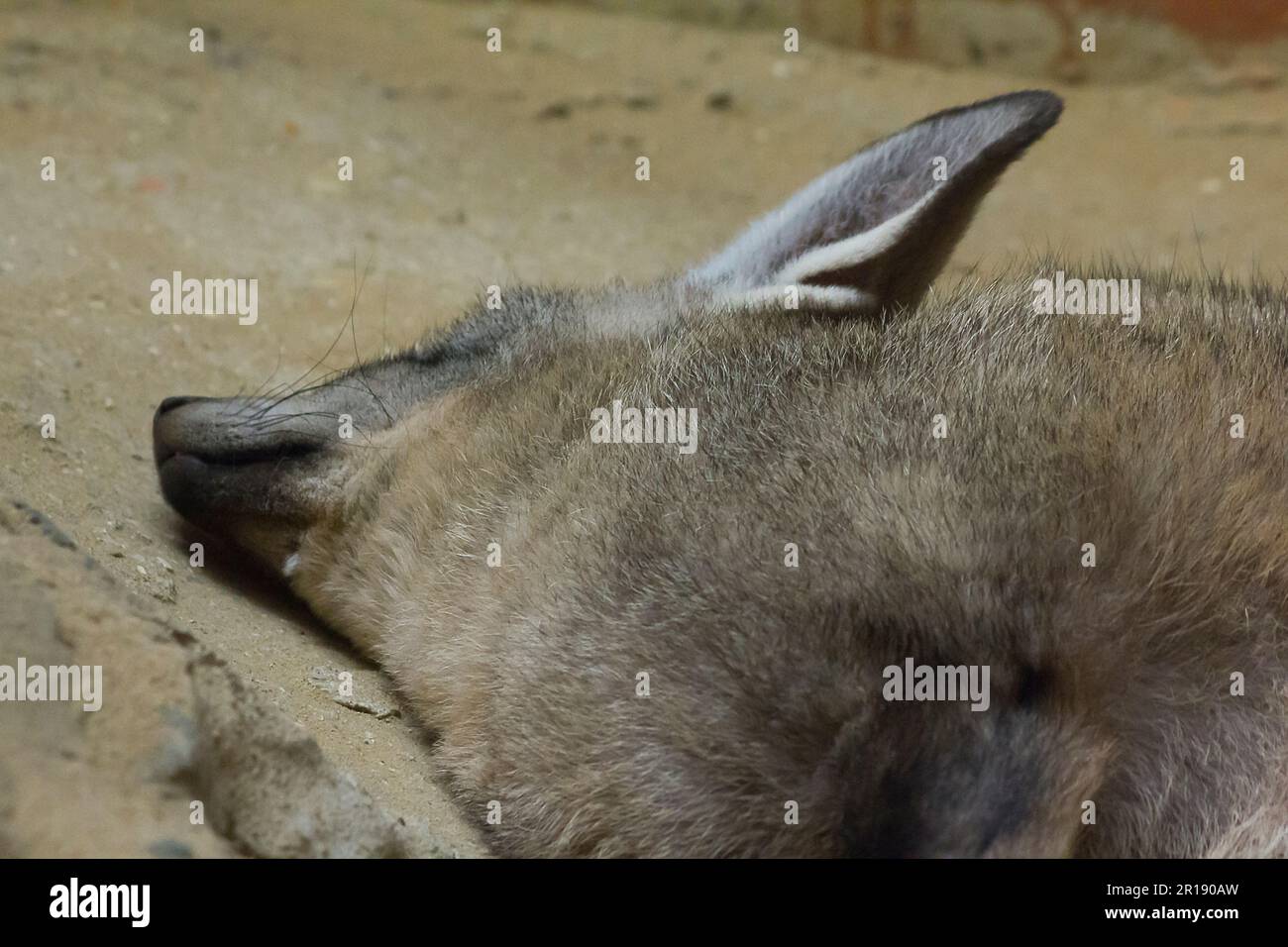 Bat-eared Fox in the zoo is sleeping Stock Photo - Alamy