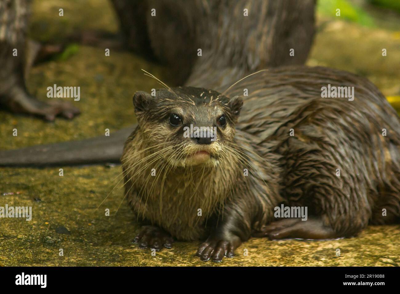 Beautiful river otter sitting hi-res stock photography and images - Alamy