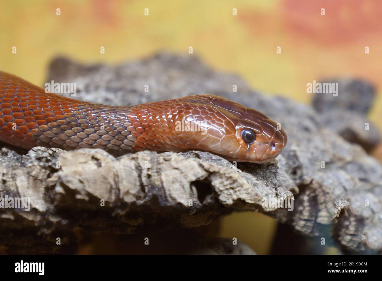 Red spitting cobras hi-res stock photography and images - Alamy