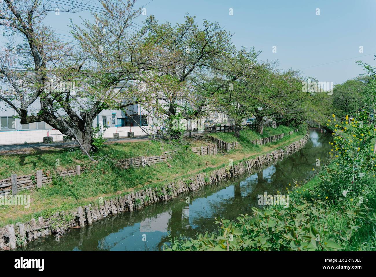Japanese cherry blossom viewing spots at Shingashi river in Kawagoe ...