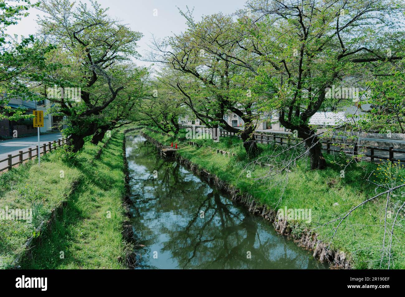 Japanese cherry blossom viewing spots at Shingashi river in Kawagoe ...