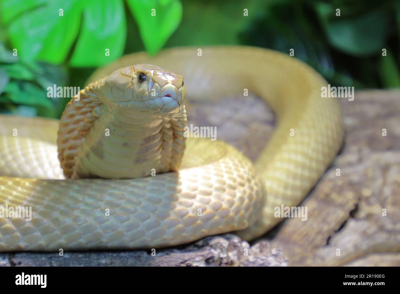 Indian spitting cobra hi-res stock photography and images - Alamy