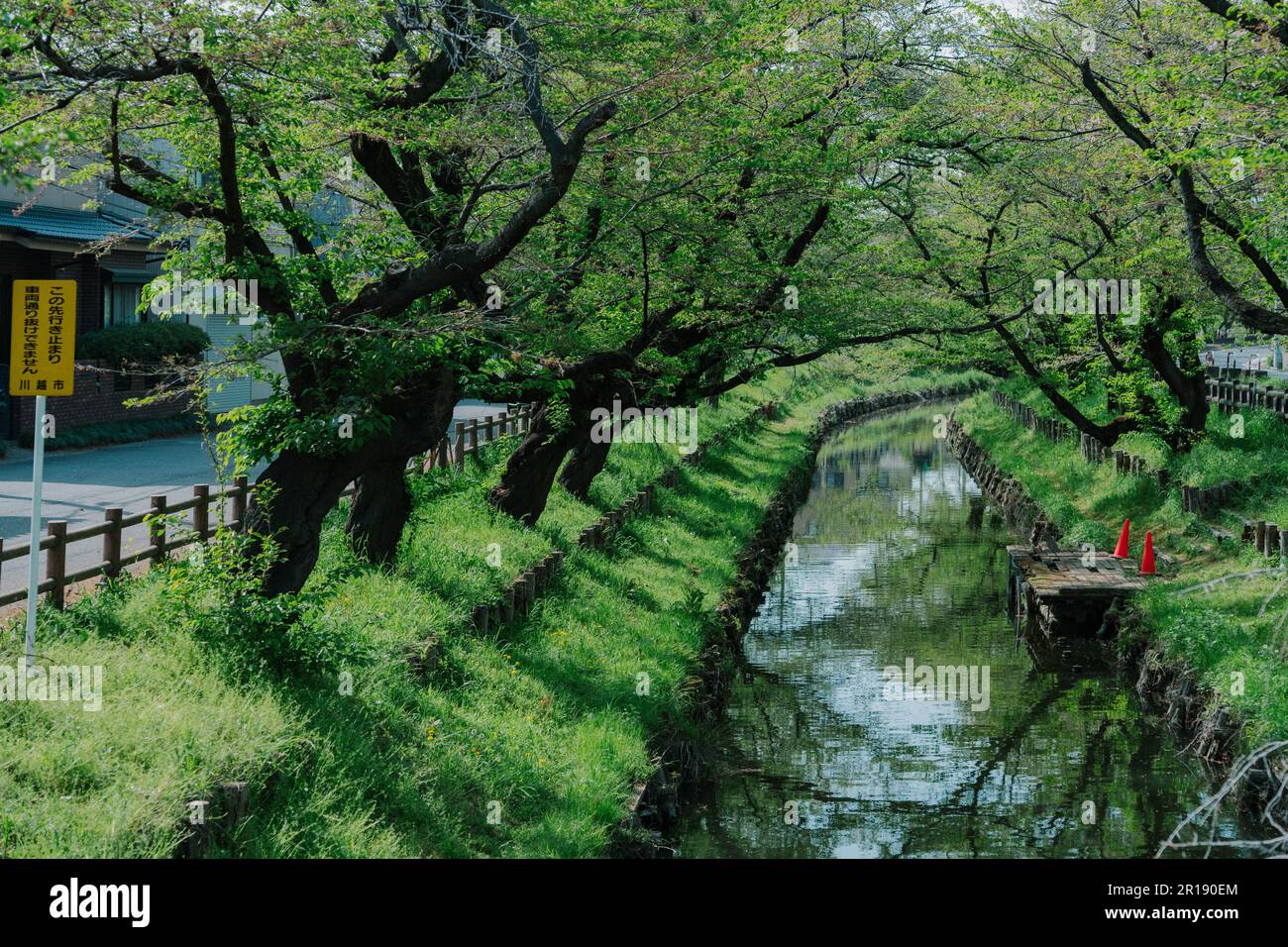 Japanese cherry blossom viewing spots at Shingashi river in Kawagoe, Saitama, Japan Stock Photo ...
