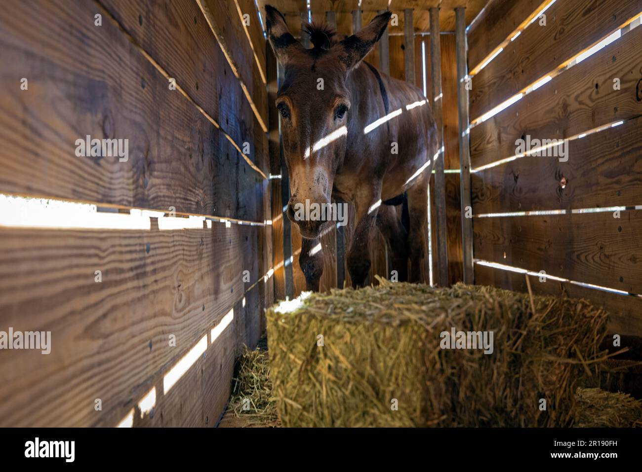A donkey named Chevy stands inside his transport cage on the day of his ...