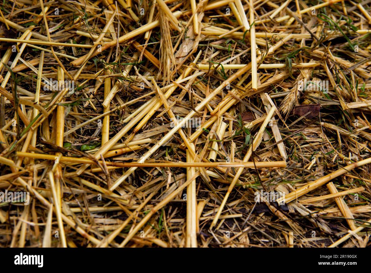 Grass hay texture hi-res stock photography and images - Alamy