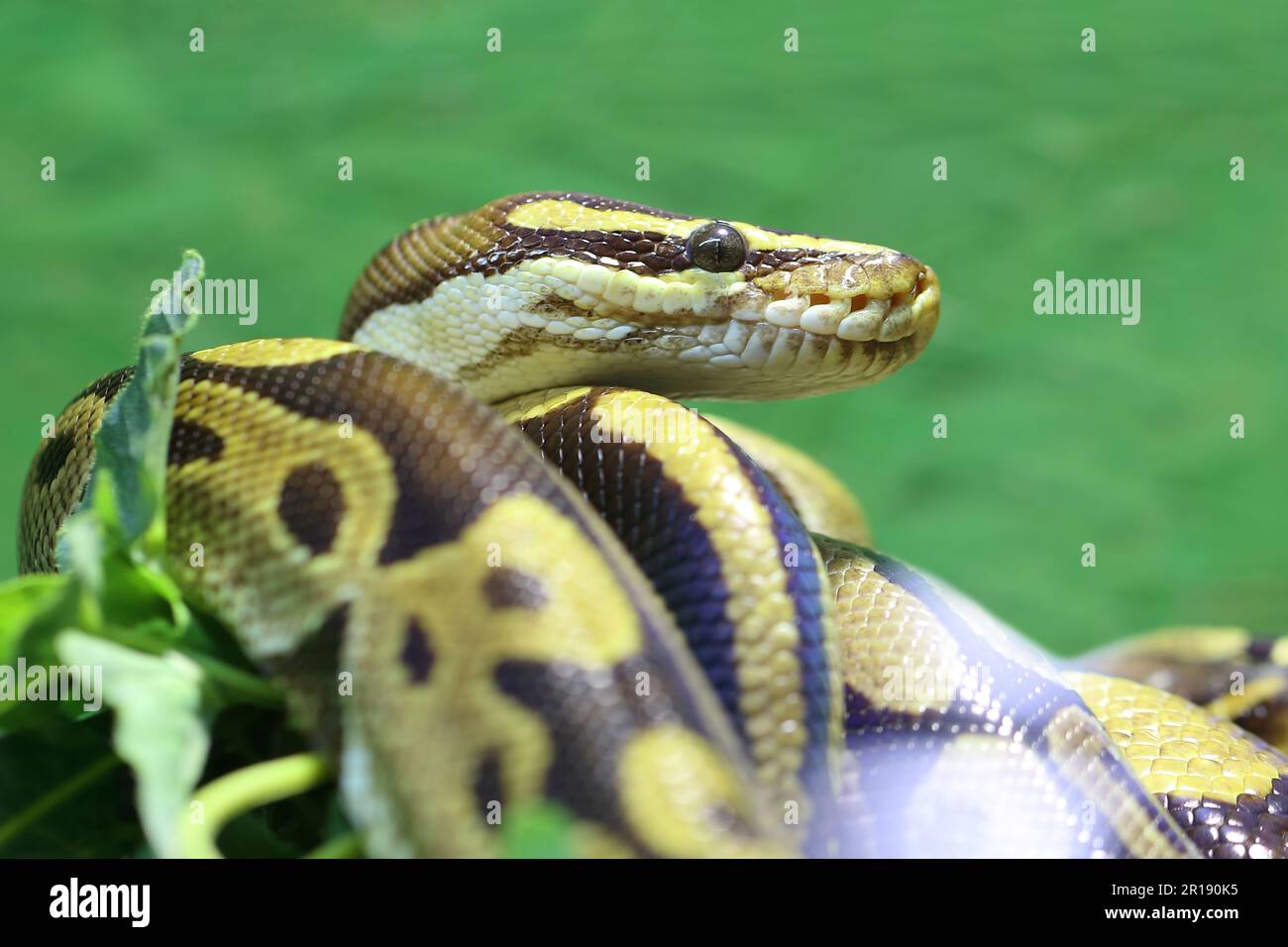 Königspython hi-res stock photography and images - Alamy