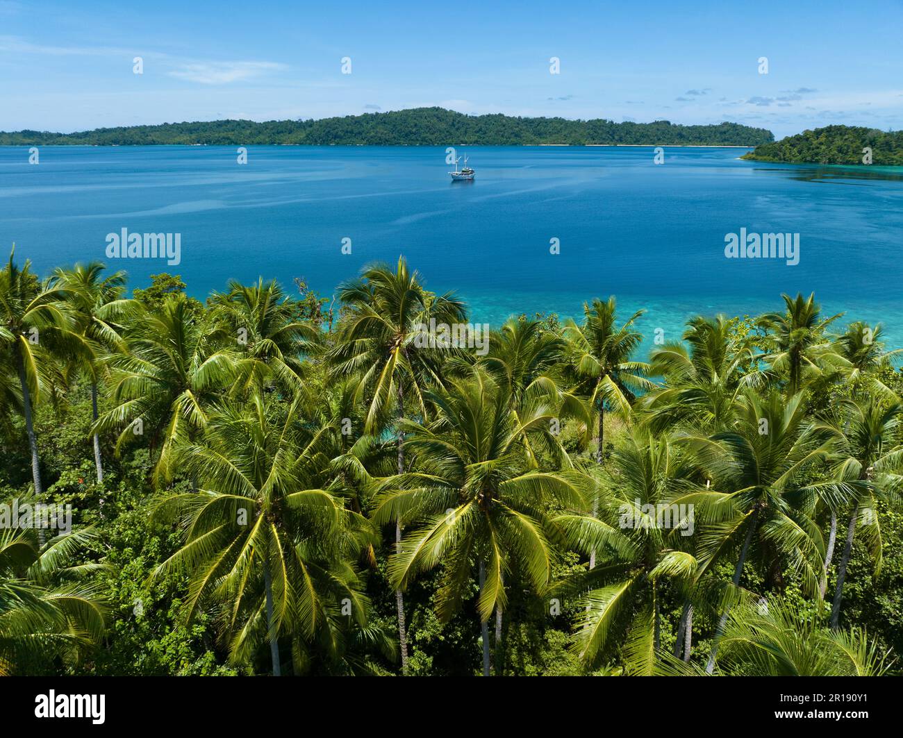 Palm trees grow on a scenic tropical island off the coast of West Papua ...