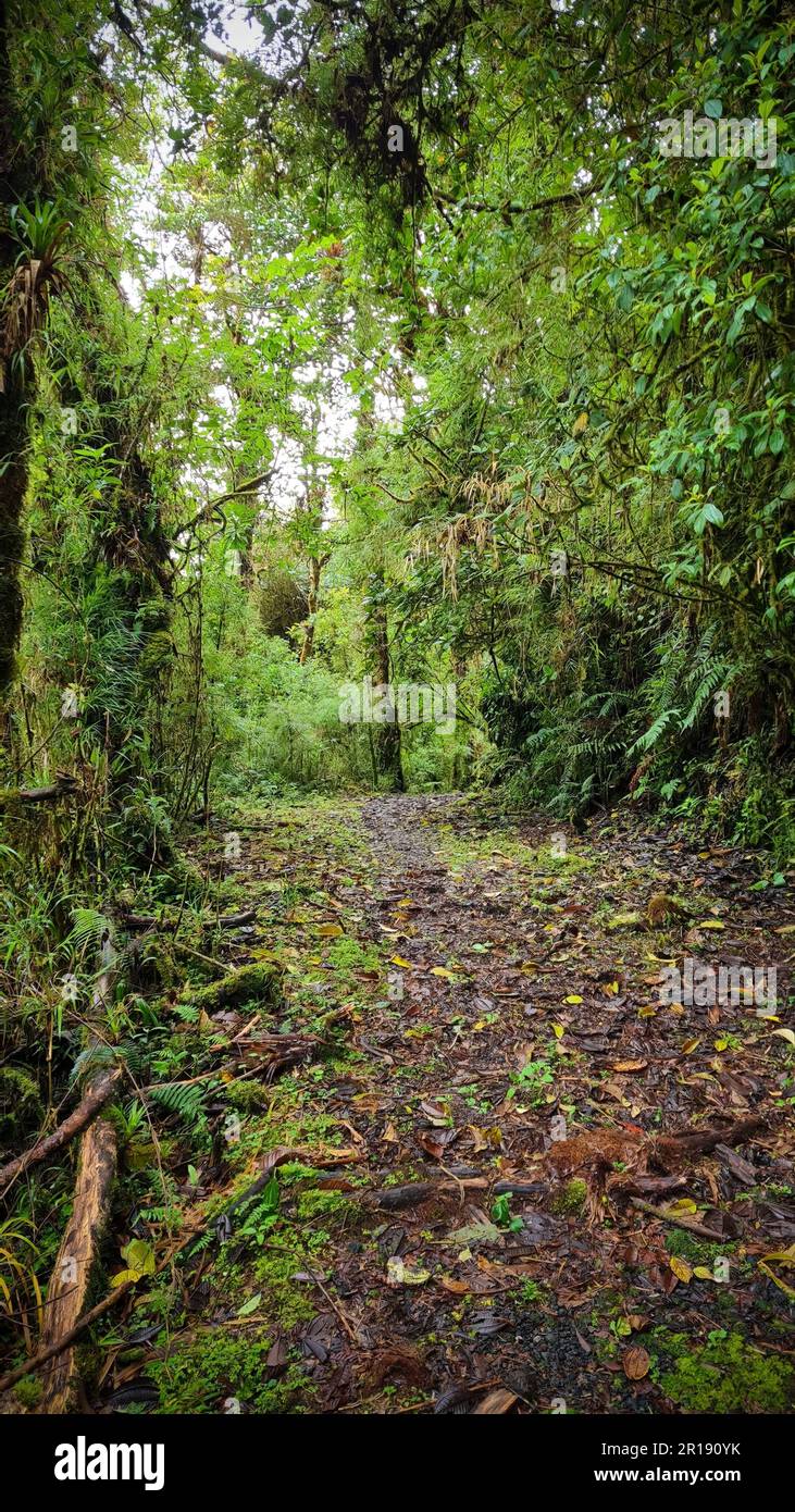 Hiking trail through Costa Rica rainforest with many plants and trees ...