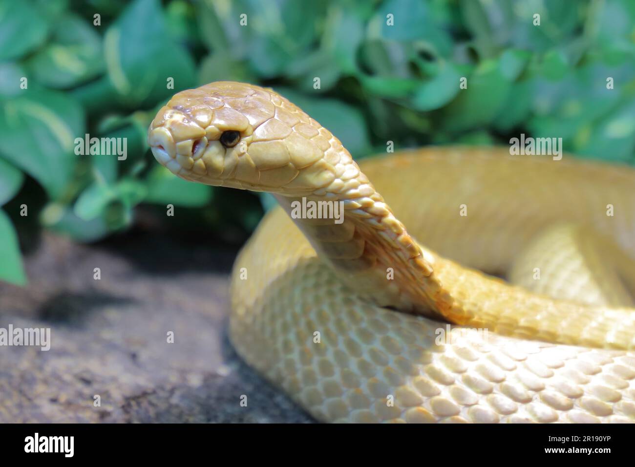 Monokelkobra / Monocled cobra / Naja kaouthia Stock Photo - Alamy