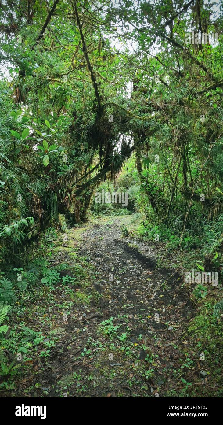 Hiking trail through Costa Rica rainforest with many plants and trees ...