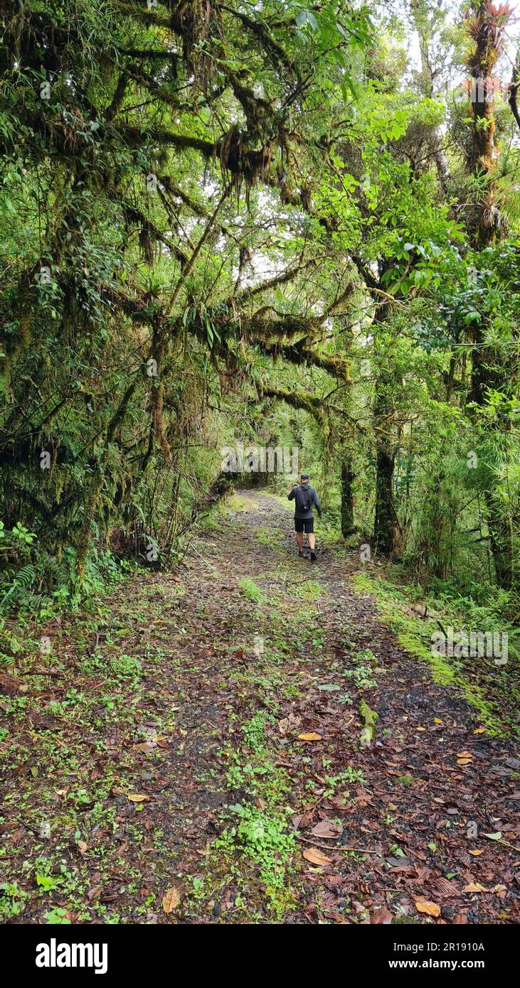 Hiking trail through Costa Rica rainforest with many plants and trees ...