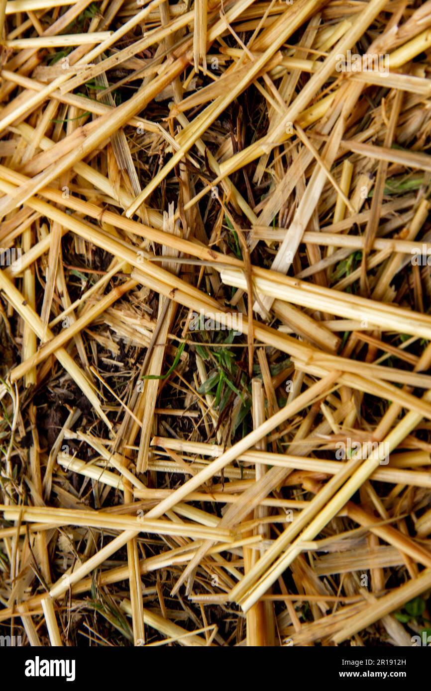 close up of the texture of hay Stock Photo - Alamy