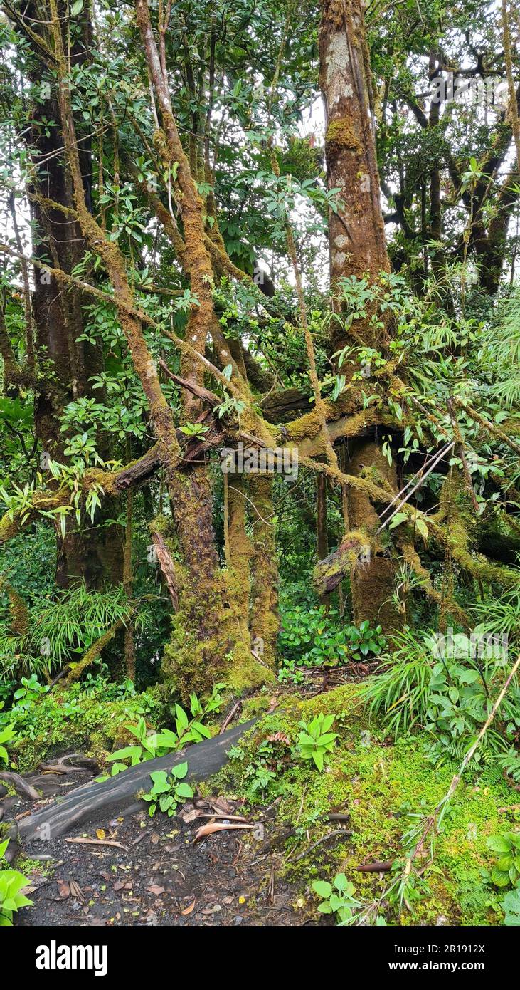 Costa Rica rainforest with many plants and trees in Poas National Park ...