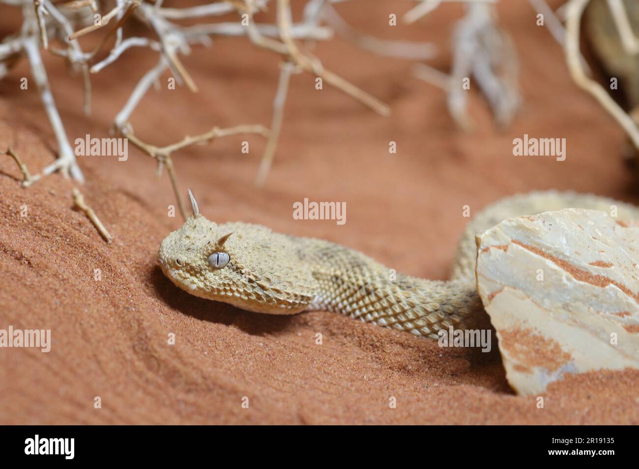 Dessert horned vipers hi-res stock photography and images - Alamy
