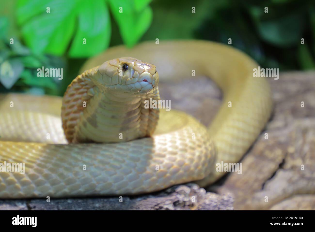 Indian spitting cobras hi-res stock photography and images - Alamy
