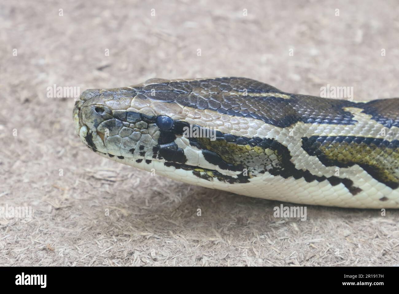 Dunkler Tigerpython / Burmese python / Python molurus bivittatus Stock ...