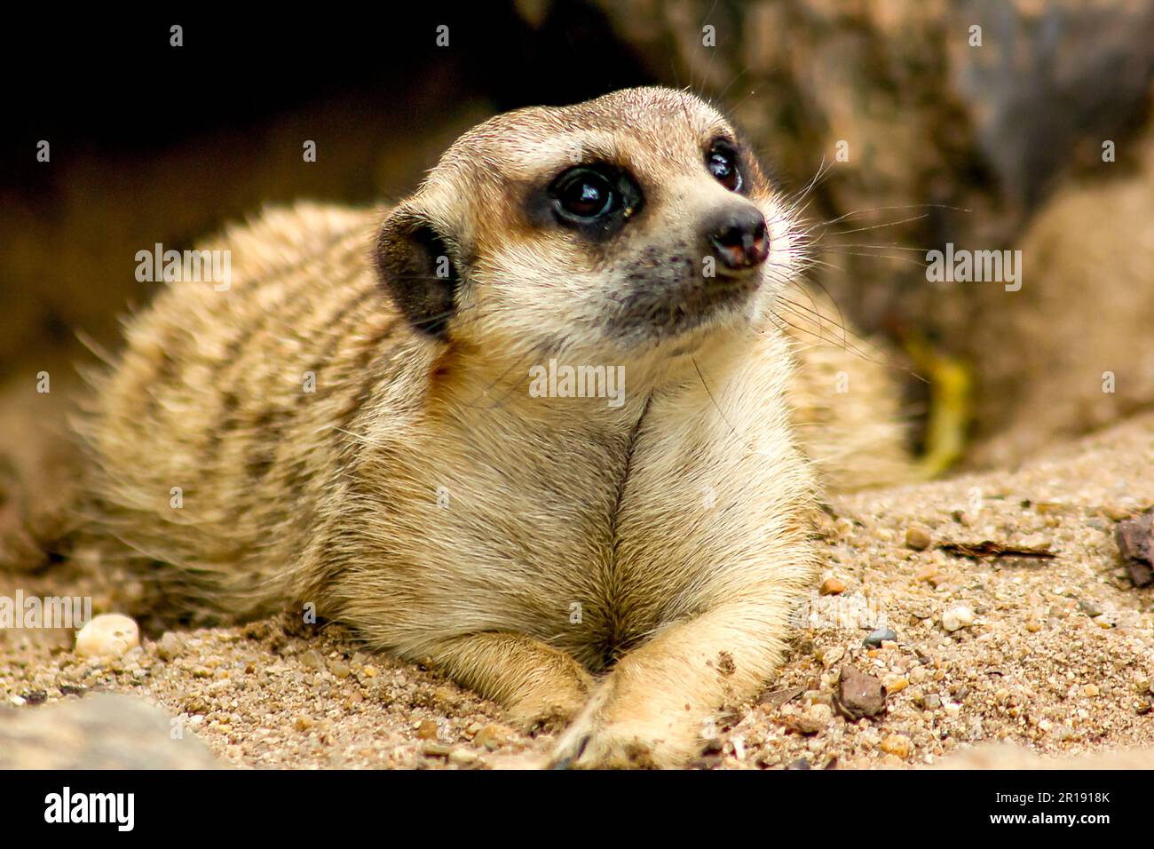 Suricata suricatta in the zoo looking something Stock Photo - Alamy
