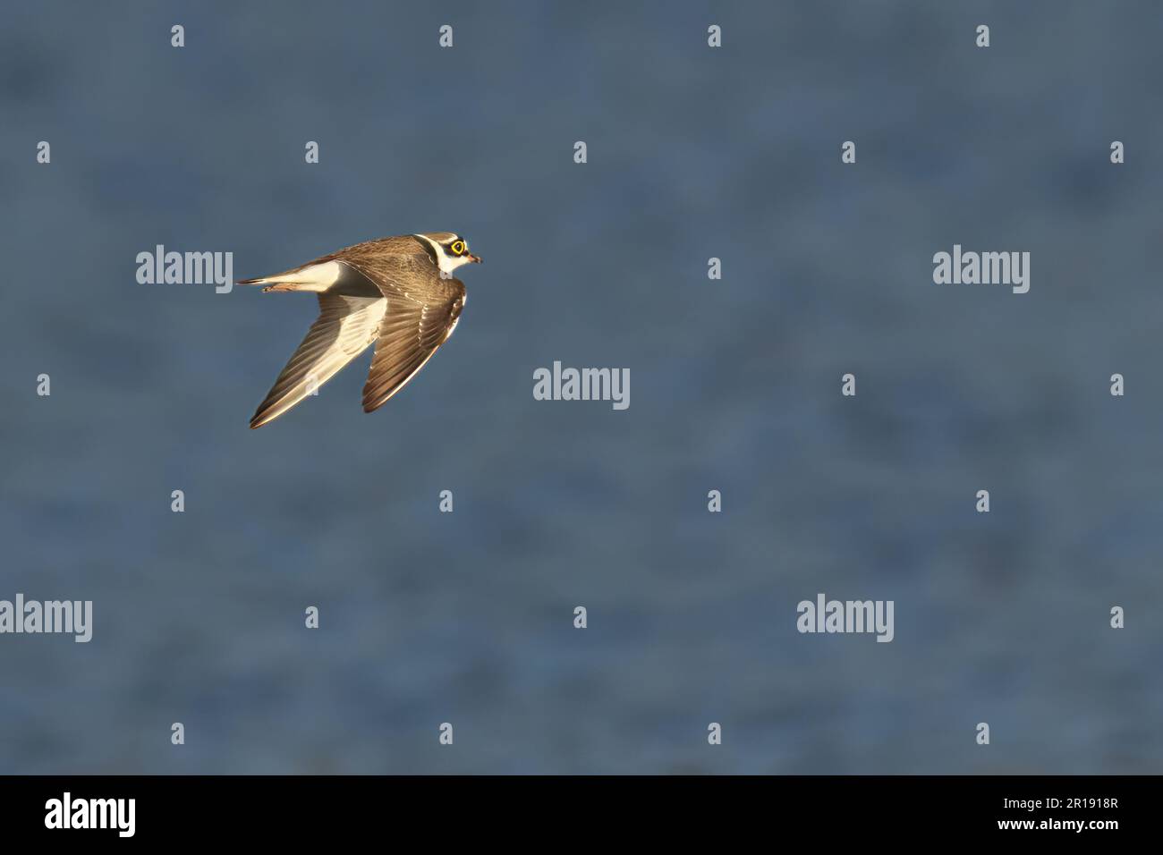 A Little Ringed Plover is captured mid-flight in this stunning image ...
