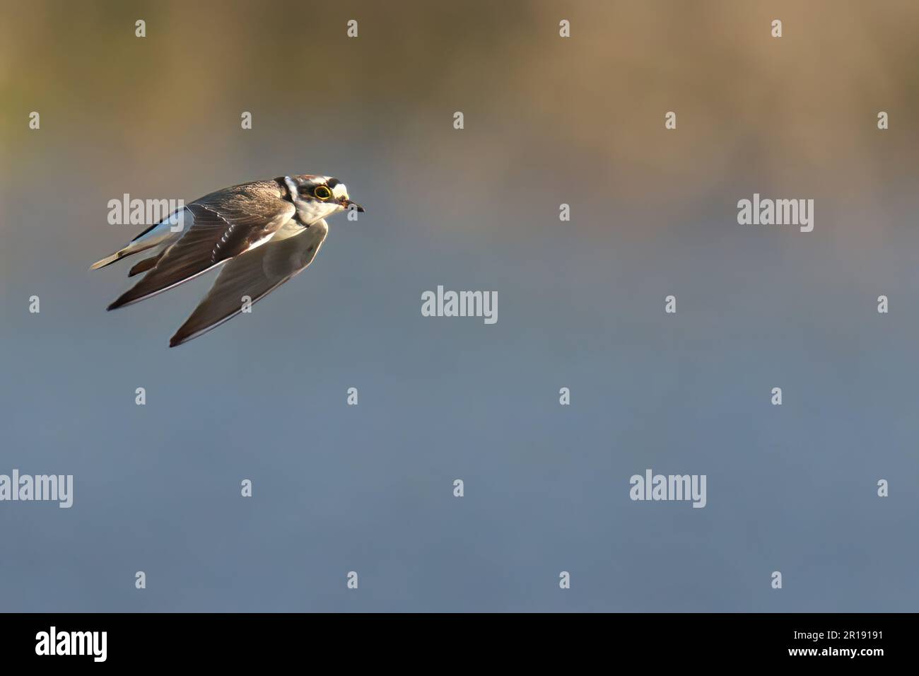 A Little Ringed Plover is captured in mid-flight, with its wings ...