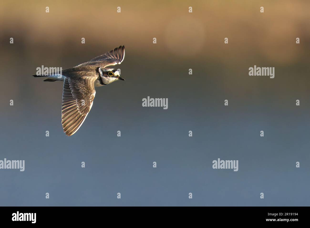 A small bird in mid-flight, the Little Ringed Plover, is shown in this ...