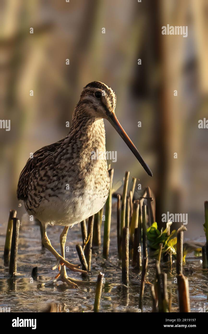 A high-resolution close-up shot of a Common Snipe Stock Photo - Alamy