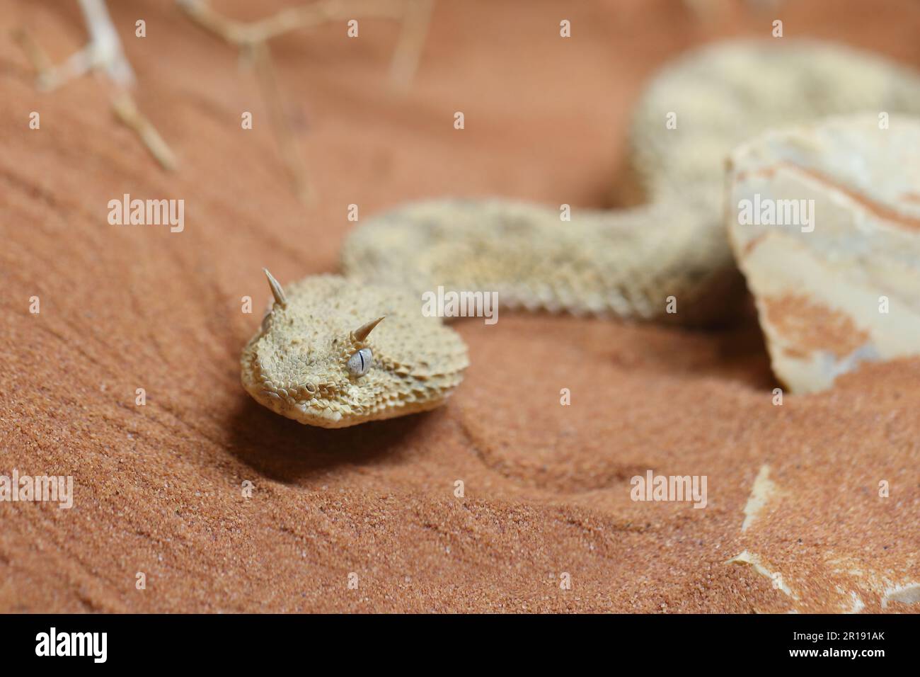 Wüsten-Hornviper / Saharan horned viper / Cerastes cerastes Stock Photo ...