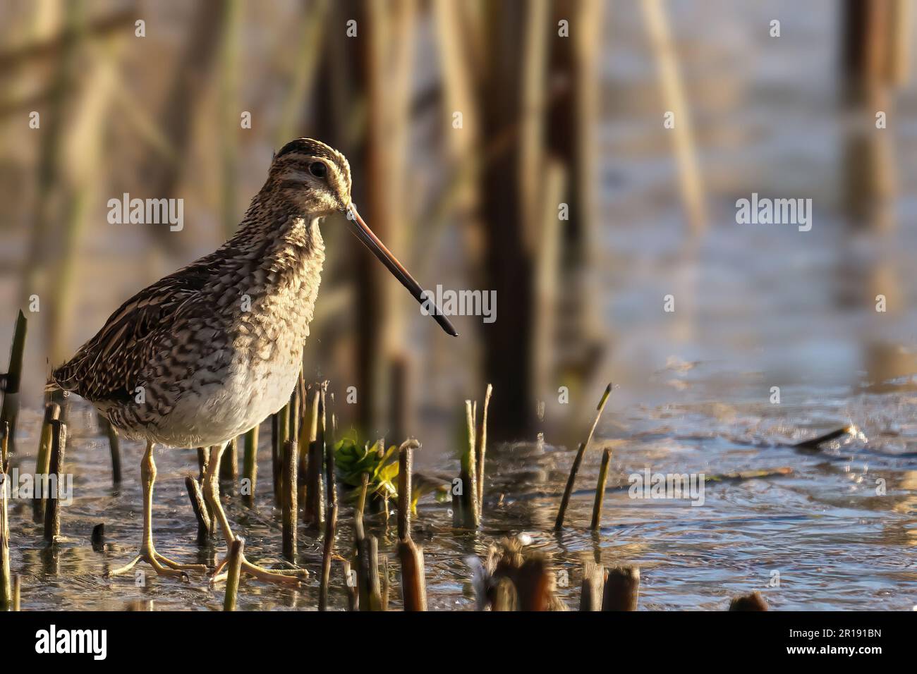 A high-resolution close-up image of a Common Snipe (Gallinago gallinago ...