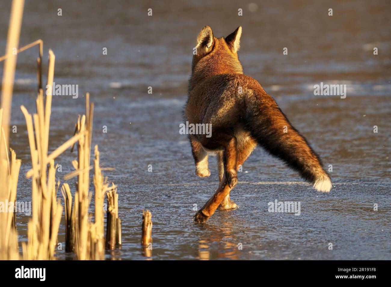 Red fox on a frozen lake hi-res stock photography and images - Alamy