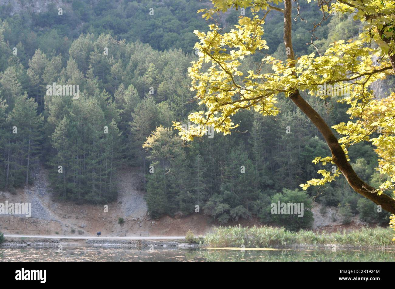 Yellow scene yellow scenery hi-res stock photography and images - Alamy